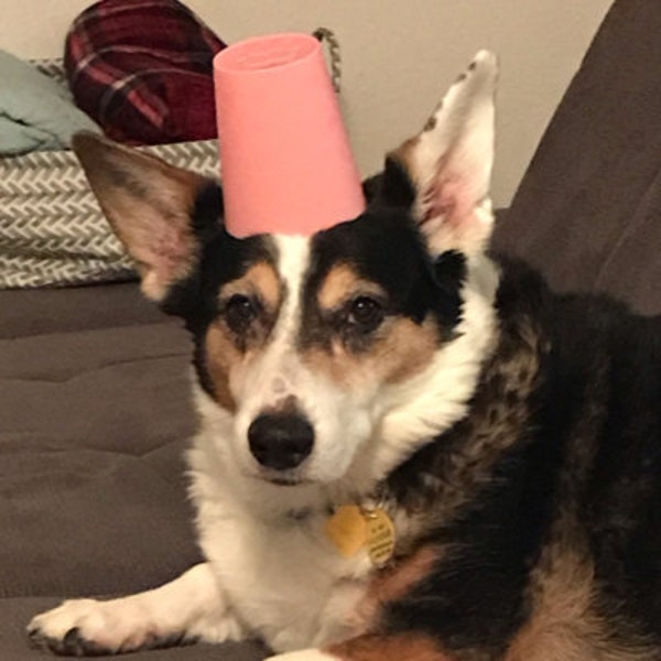 Appa Save the Flying Bison Tea Avatar Inspired Coffee Beer Can Glass 13 ...