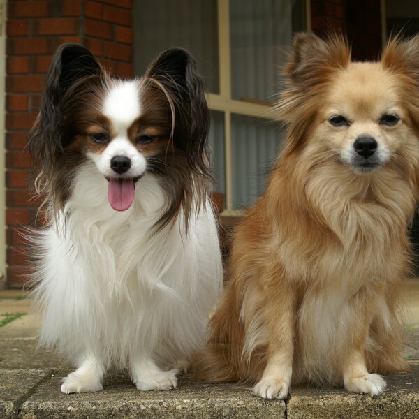 25 Butterfly Clipart, Watercolor Clipart, Transparent PNG, Goodnotes ...