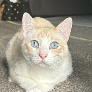 Soft Pink Undated Digital Planner Minimalist, Cute Kawaii Dated ...