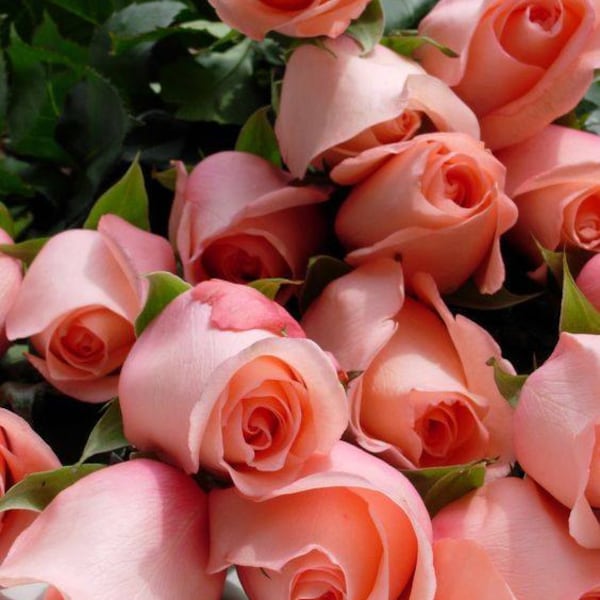 3 Size Narrow Block Font Embroidery Designs, BX Fonts Machine ...