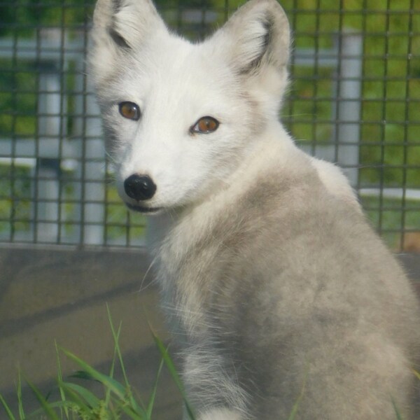 Garden Sprite Statue - Etsy