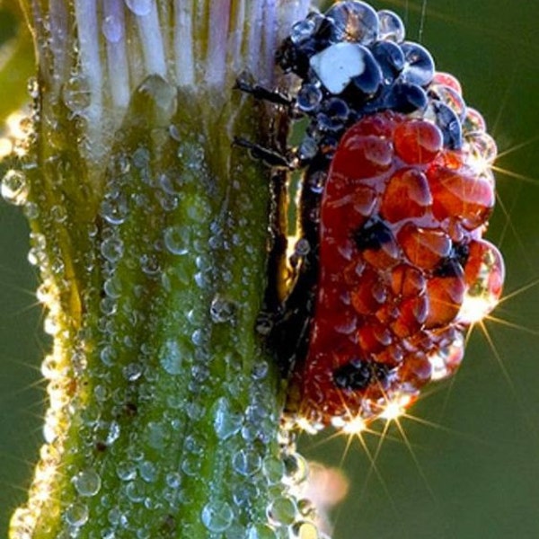 RBG Yard Sign We Won't Go Back, Pro Roe, Women's Rights, Feminist ...
