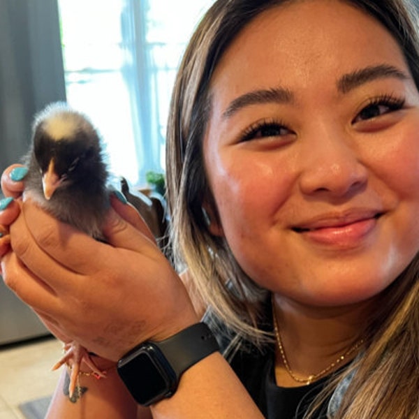 BULLETIN BOARD BORDERS Cotton Candy Collection Class Bulletin Décor ...