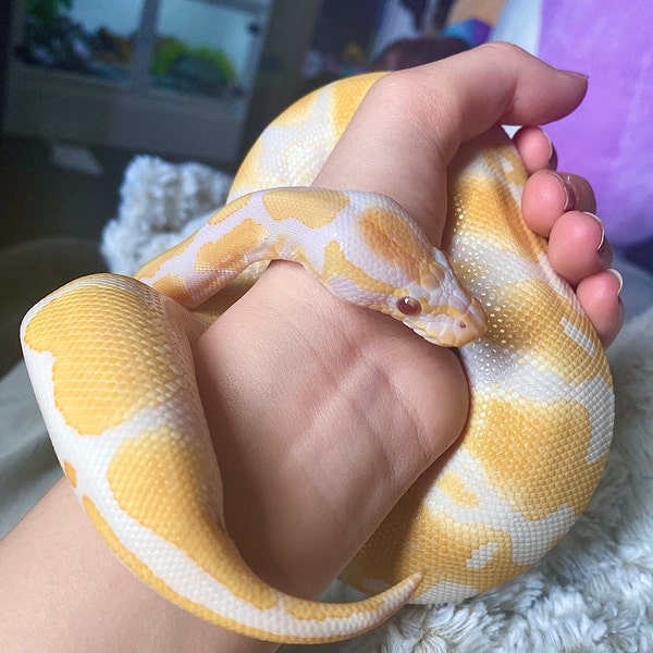 Huge Golden Writing Orb Weaver Spider Argiope Aurantia Gothic Yellow ...