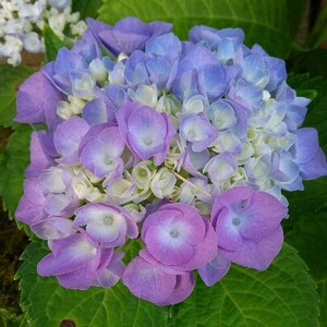 YORUBA Alphabet CHART With Words and English Translations Printable Art ...