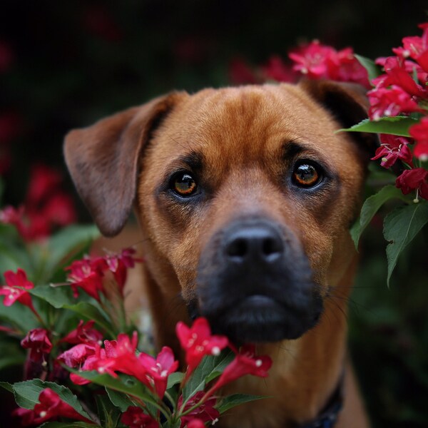 Miniature Jump Ribbon Display - Etsy