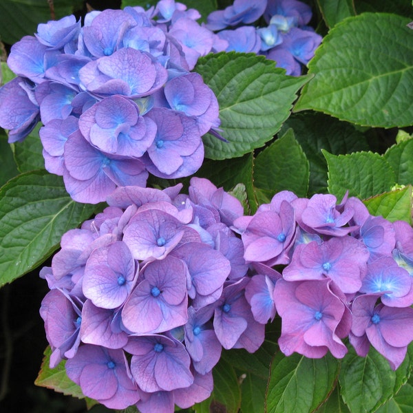 Northern Red Oak Acorns 10x Natural Acorns With Caps quercus Rubra - Etsy