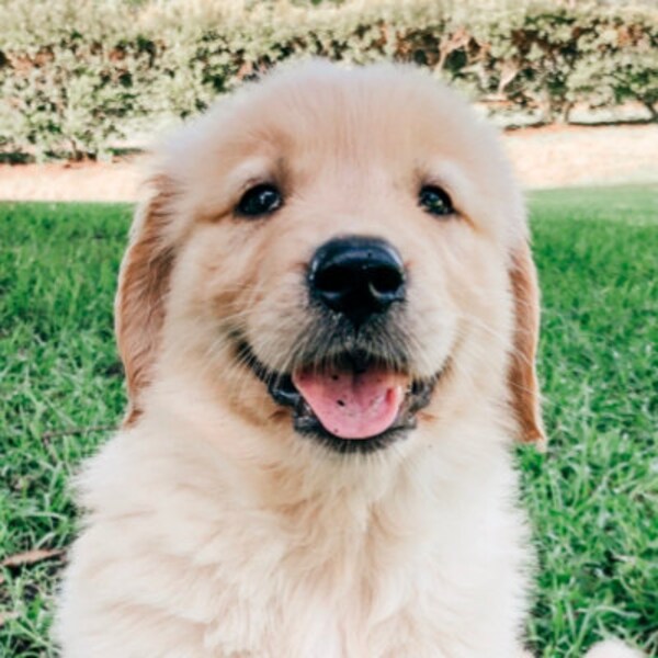 Disney World Party Directional Sign, Mickey Birthday, Princess Birthday ...