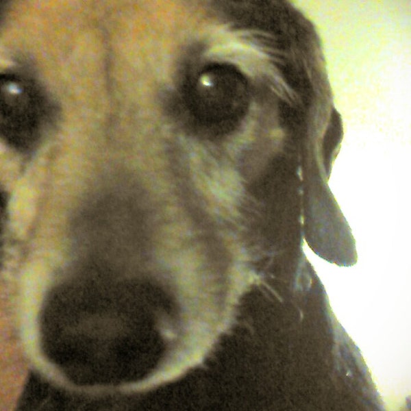 Croton Art Print, Tropical Leaves, Kauai Croton Painting, Hawaiian ...