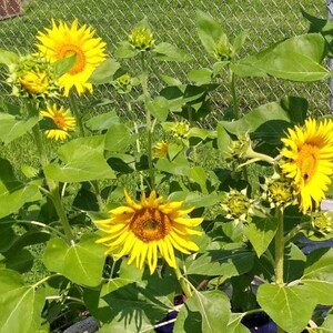 US & NL Crochet Pattern Weed Leaf Hexa Cardi by Annah Haakt Hexagon ...