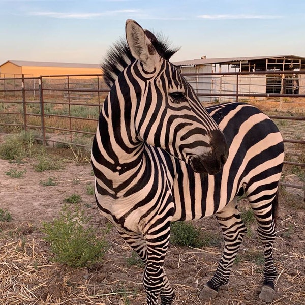 Octopus Lovers Nail Art Decal Sticker - Etsy