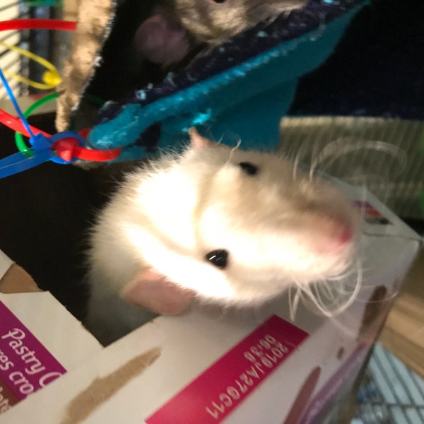 Red Octopus Stained Glass Halloween Suncatcher. Window Wall Hangings ...