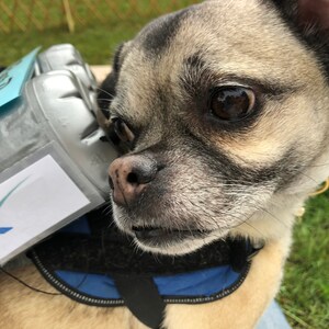 Pocket Osteomancy: A Simple Bone Divination Set Paperback Book, Casting ...