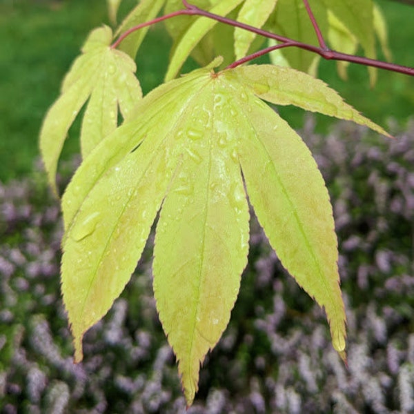 Simplicity S9773 Sewing Pattern for Chicken Themed Kitchen Accessories ...