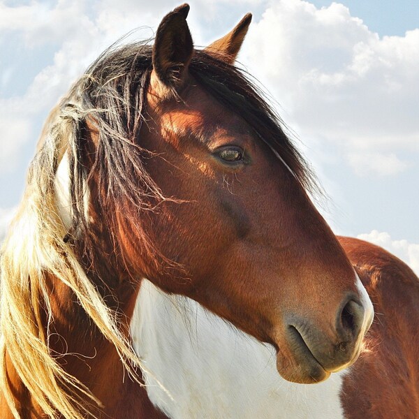 Fluffy Tabby Times Printable Unique Artwork, Kitty Throne, Cat Reading ...