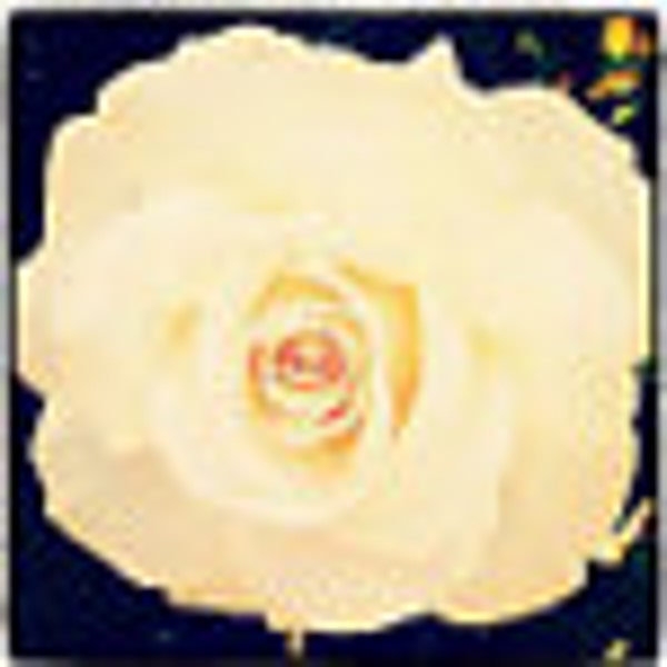 Funny Rowing Travel Mug Coxswain Mug Rowing Gift Rower Present Tears of ...