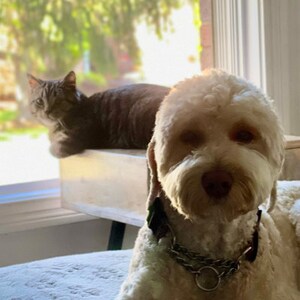 Life in the Dreamhouse Waterproof Vinyl Stickers, Schlond Poofa Sticker ...