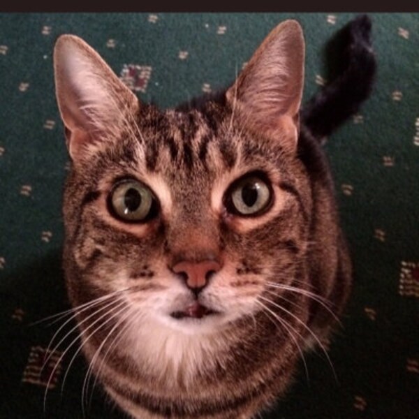 Mysterious Ancient Oak Tree, Fine Art Photograph, Pagan Art, Wicca ...