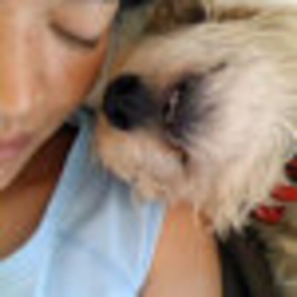 Hawk Flying Printable, Abstract Hawk Art, Fluid Art, Gifts for Birders ...