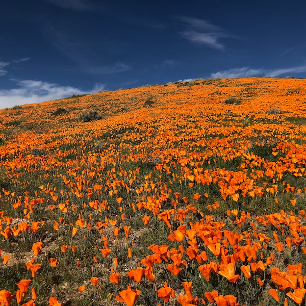 She Was Fierce, Strong, Full of Fire, Mark Anthony, Girl Power Poster ...