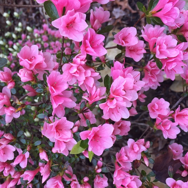 100 Day Challenge Printable Habit Tracker Daily Habits Healthy Habits ...