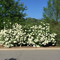 TheSplinteredChick - Etsy