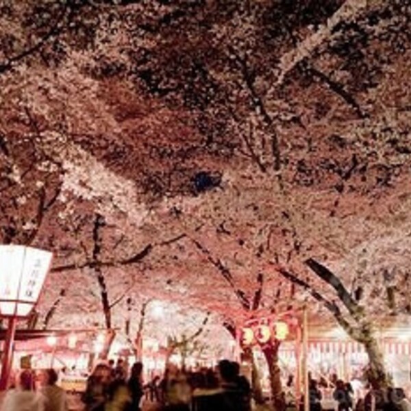 Emma cactus - Etsy España