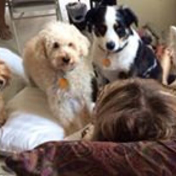 Spider-man Bouquet, Eternal Roses, Bouquet,roses Bouquet, Blue & Red ...