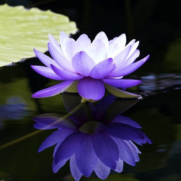 Stress and Anxiety Release, Calming, Emotional Healing, and Protection ...