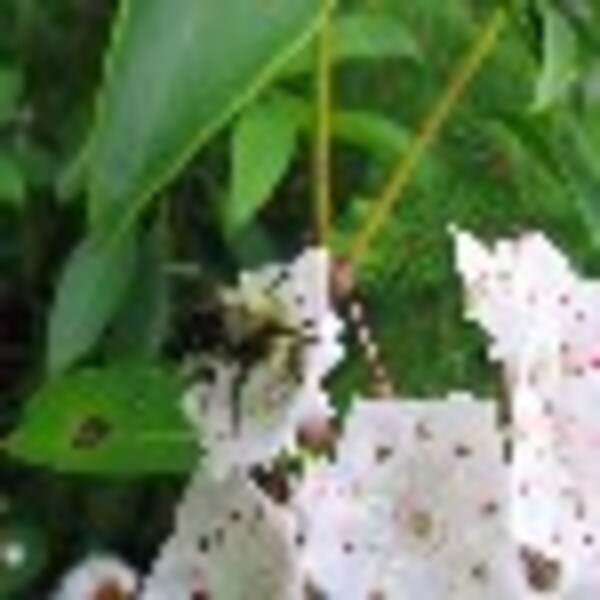 Introvert Award Enamel Lapel Pin - Etsy