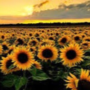 Busy Picture Scenes for Speech Therapy Printable Speech Language ...