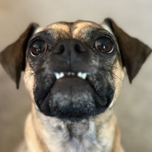 My Nonna Loves Me Baby One Piece Bodysuit Toddler T-shirt, I Love My Nonna, Nonna Gifts, Nonna ...