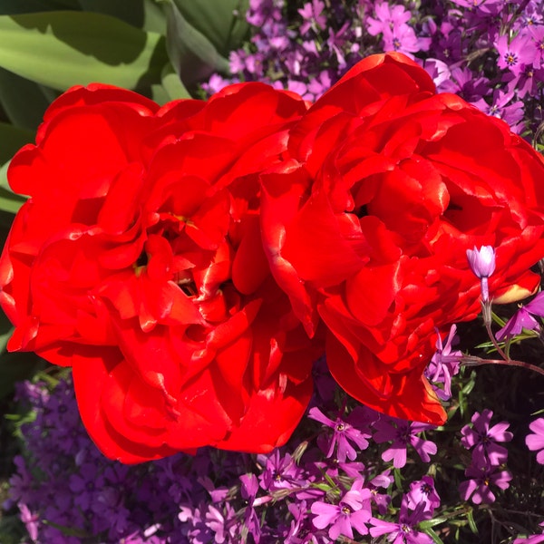 If the Trailer is Rocking It's Only Because I Tripped Over the Dog ...