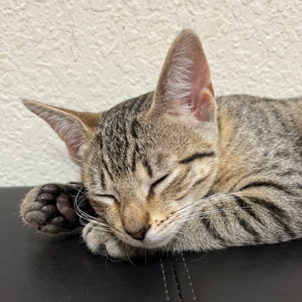 Laser Engraved Sunflower Bamboo Lid, Personalized Engraved Lid for Beer ...