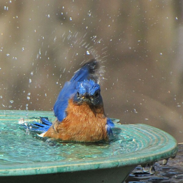 Bonbon Amandine Ranunculus Corms Bulbs - Etsy