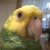 Mega 48 Emote Bundle Cockatiel Bird Kawaii - Twitch | Discord | Youtube ...