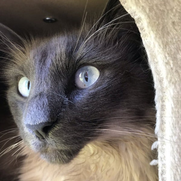 Last Splash GAMES Bachelorette Party Downloadable TEMPLATE Bach Weekend ...