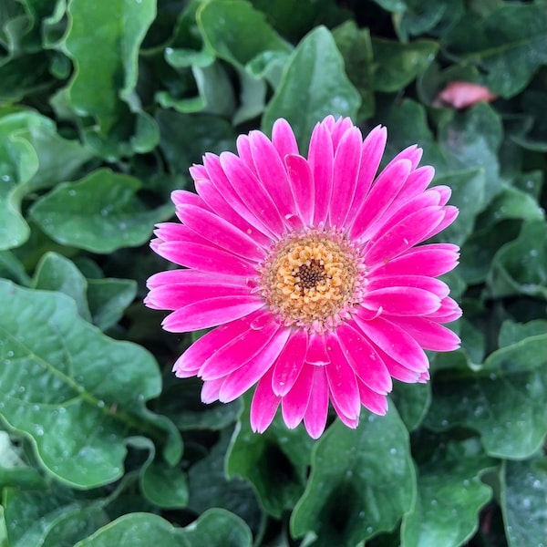 You Are Filled With Detemmienation Sign Undertale Temmie Wall Sign - Etsy