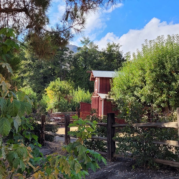 Four Colly/calling Birds the Blackbird Twelve Days of Christmas Series ...