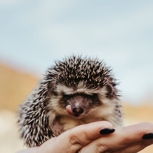 Strong Penguin Emotes / Funny / Streamer / Stream / for Twitch, Discord ...