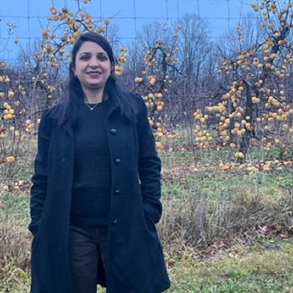 Pages Mandarin Orange Tree 3ft & up Tall Grafted Tree. - Etsy