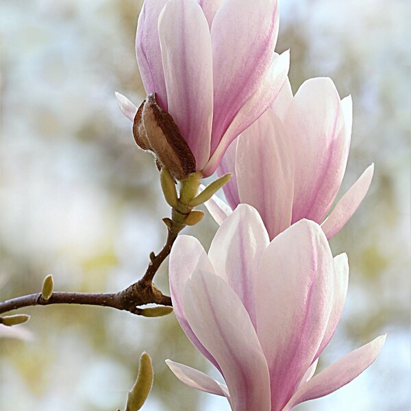 Berry Yummy Trivet/mini Quilt Pattern Instant Download PDF and SVG ...