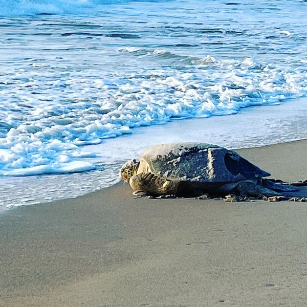 Coffee Weather Sweatshirt - Etsy