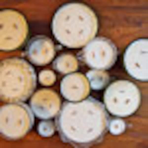 Korean Pepper Put Gochu VITA GREEN Seed 10 Seeds - Etsy