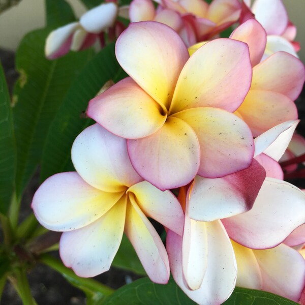 MAYU Swirl Structured Water Pitcher With Innovative Vortex Technology ...