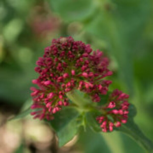 Photographer Shirt, Photography Shirt, Camera Shirt, Photography T ...