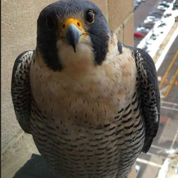 Spooky Bog Creature Creepy Cute Dark Art Fantasy Illustration Horror ...