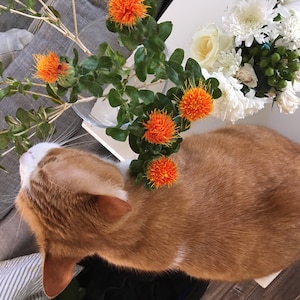 Small Batch Line Icon SVG, Minimalist Small Business Packaging Icon PNG ...