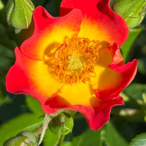 Vintage Railway Poster Scottish Highlands Scotland Rail Travel Ad Print ...