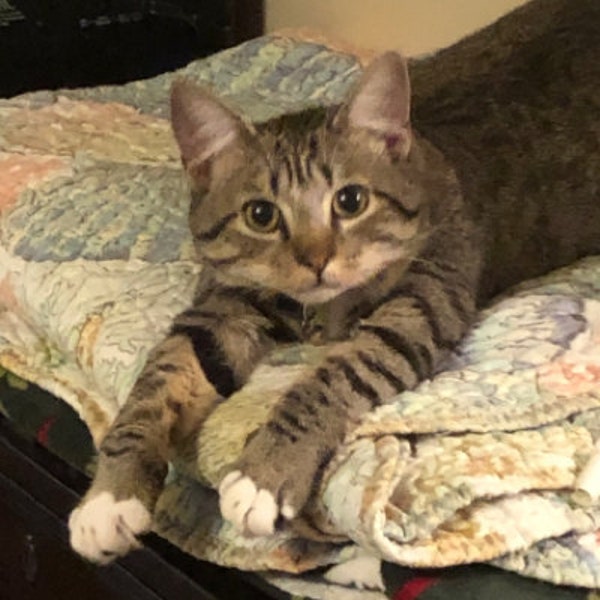 Bubble Tea Animals Digital Stamp Hand Drawn Cute Boba Tea Clipart ...